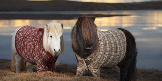 Poneys En Pull Jolie Pony Musical Pull