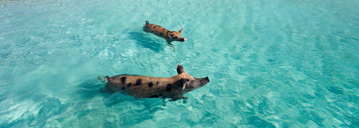 Nagez avec les cochons aux Bahamas - Magazine du Voyageur