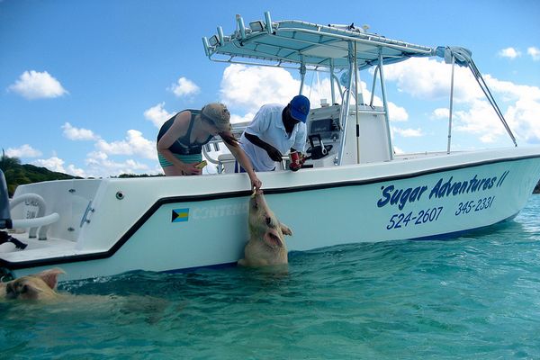Nagez avec les cochons aux Bahamas - Magazine du Voyageur