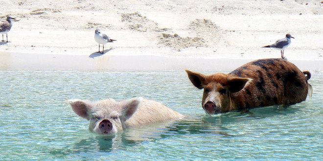 Nagez avec les cochons aux Bahamas - Magazine du Voyageur