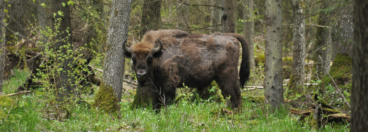 En Pologne, sur les traces des derniers bisons d'Europe - Magazine du ...