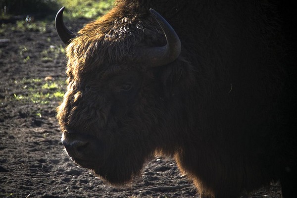 En Pologne, sur les traces des derniers bisons d'Europe - Magazine du ...