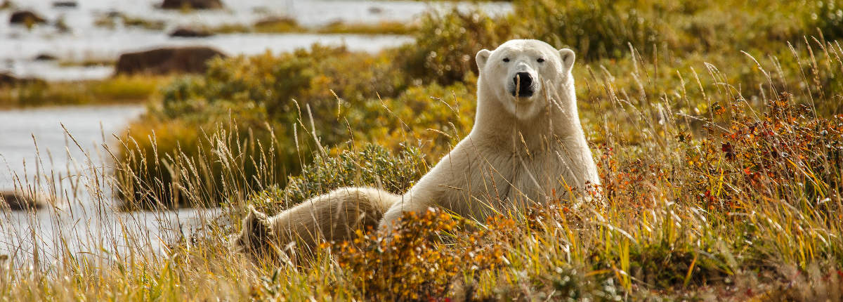 17 animaux à observer lors d'un voyage au Canada